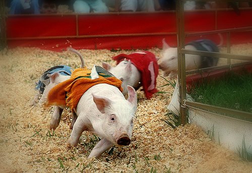 course cochons | Koztoujours